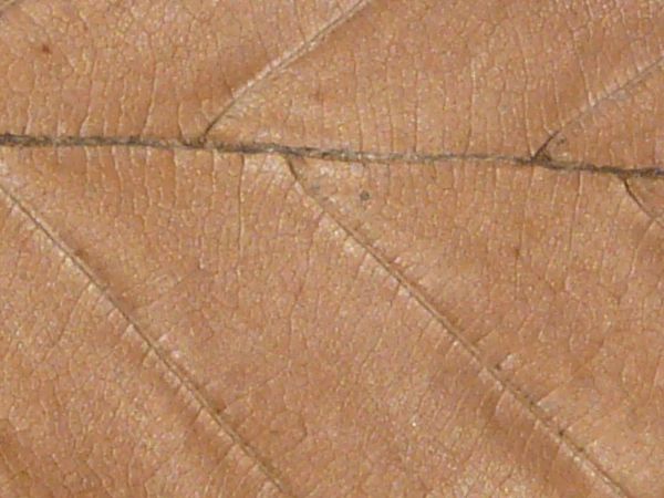 texture 0097 - Texturelib